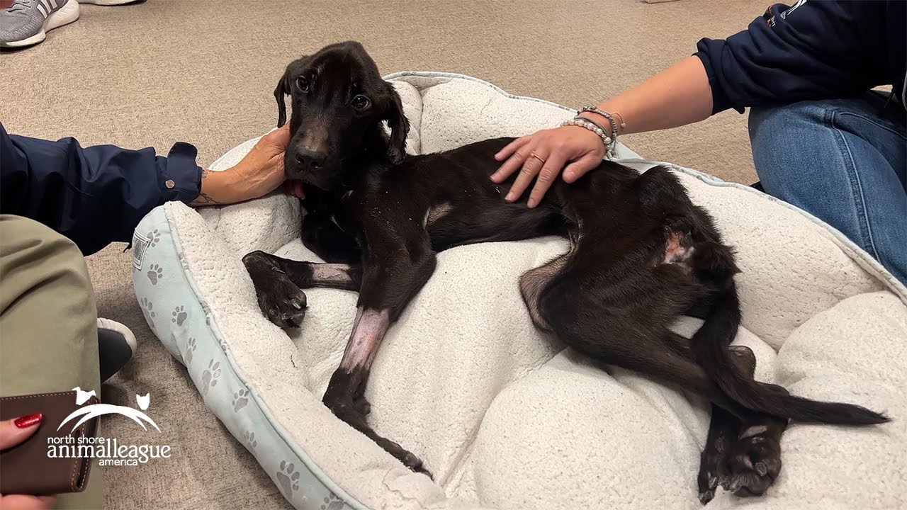 Emaciated Stray Dog Rescued from the Brink | North Shore Animal League ...