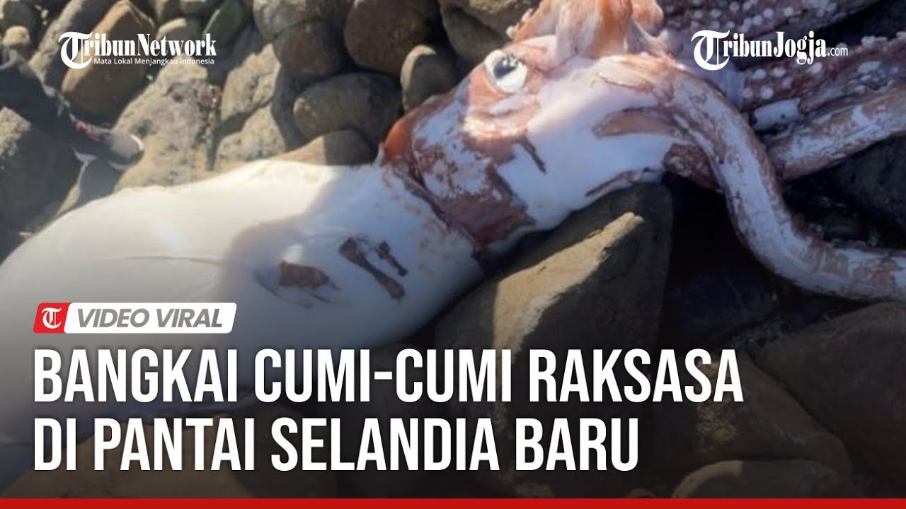 BANGKAI CUMI CUMI RAKSASA TERDAMPAR DI PANTAI SELANDIA BARU - YouTube
