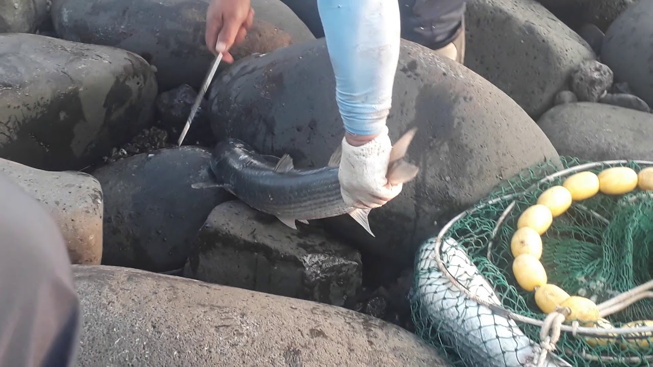 제주도 숭어낚시 (jeju island mullet fishing) - YouTube