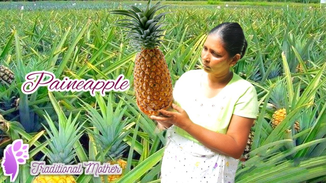 How to Make Pineapple Pickle | Easy and Tasty Recipe | Traditional ...