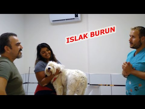 Köpeğim Hamile mi ? -2 Veteriner Hekim Muayenesi Gebelik Belirtileri Nelerdir ?