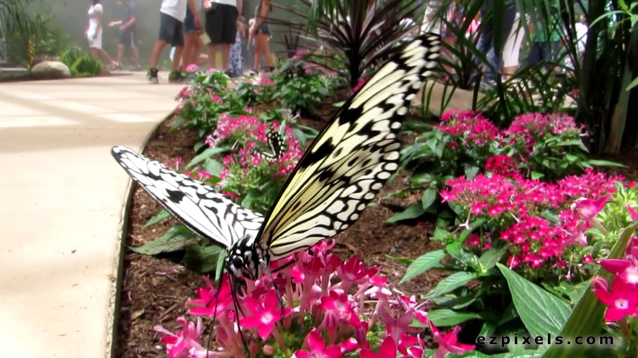 Butterfly Wonderland - YouTube