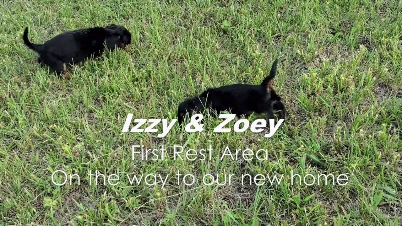 Izzy & Zoey - On our way to our new home - YouTube