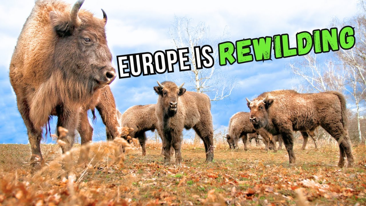 4 Megafauna REWILDING Projects in Europe - YouTube