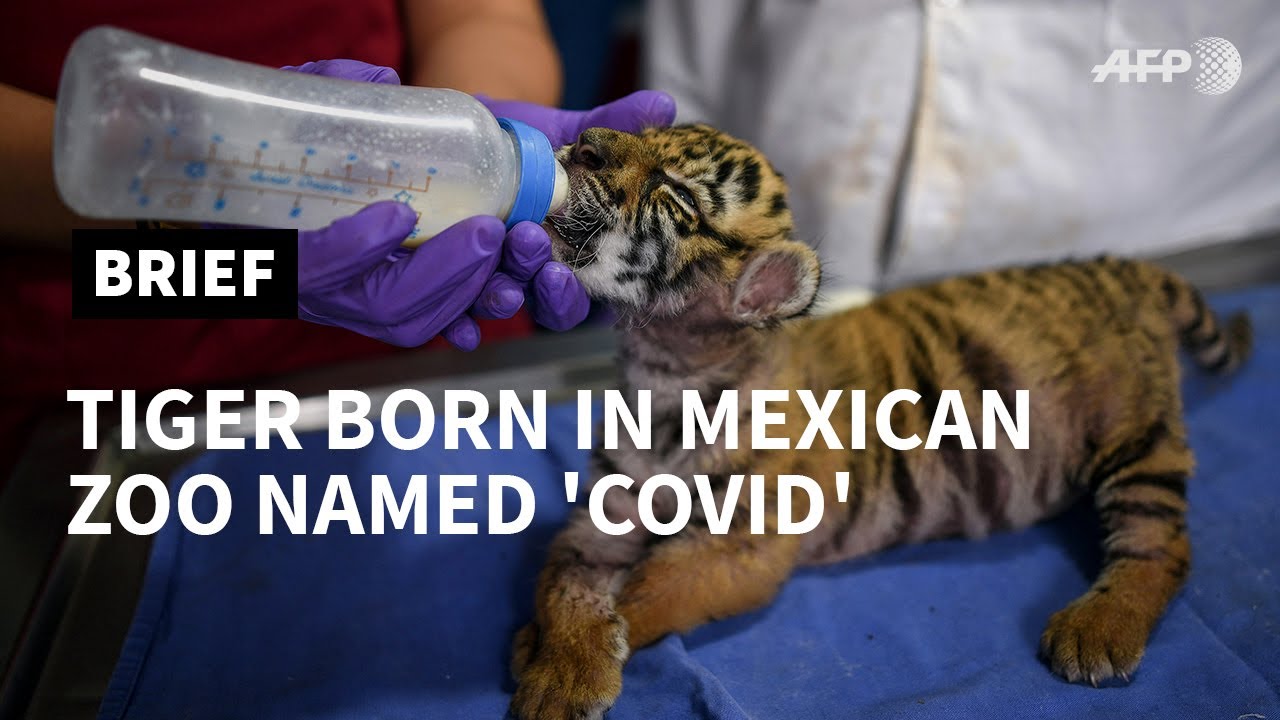 'Covid', the baby tiger born under quarantine in a Mexican zoo | AFP ...