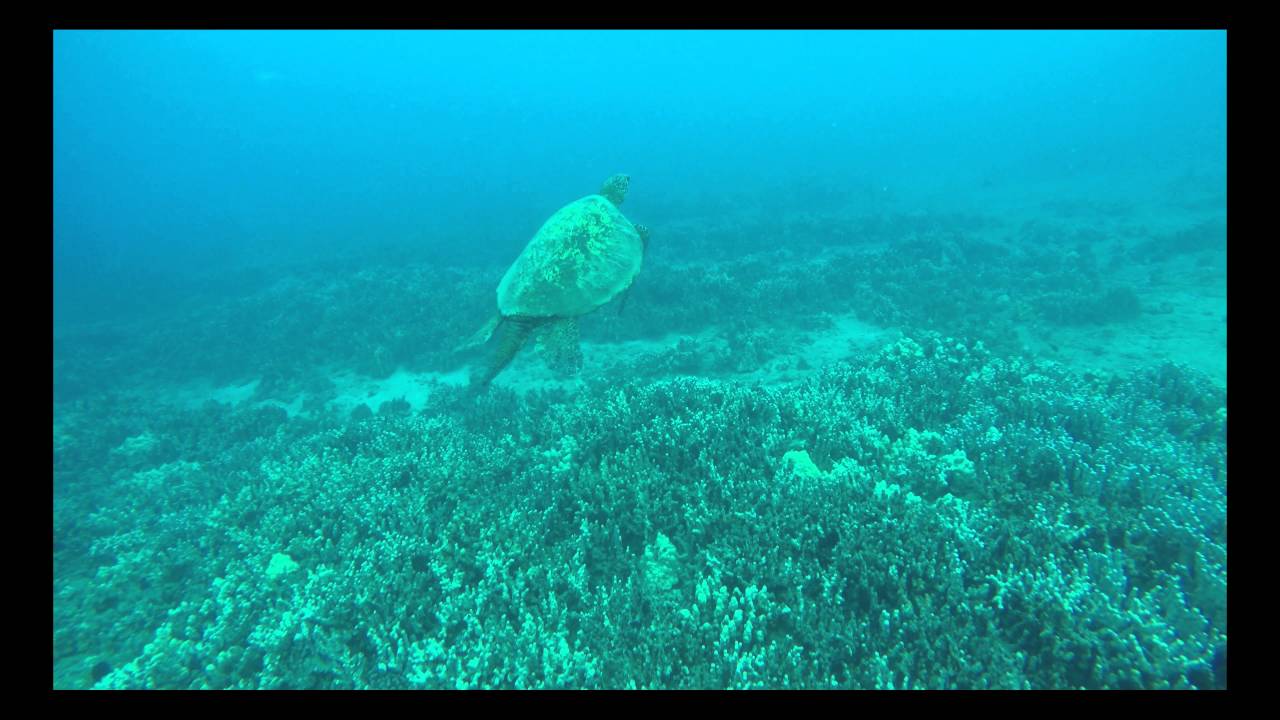 Turtle Arches - Maui, Hawaii - YouTube