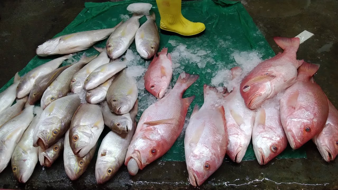 Sariwang sariwa ang mga isda,napakasarap,@jonathansascvlog #subscribe ...