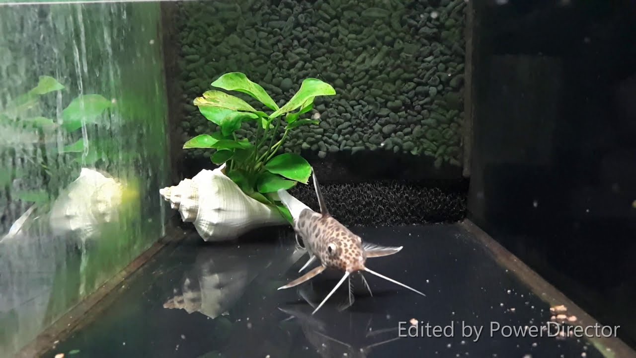 Cuckoo Catfish/Cuckoo Squeaker Catfish ( Synodontis multipunctatus ) 白金 ...