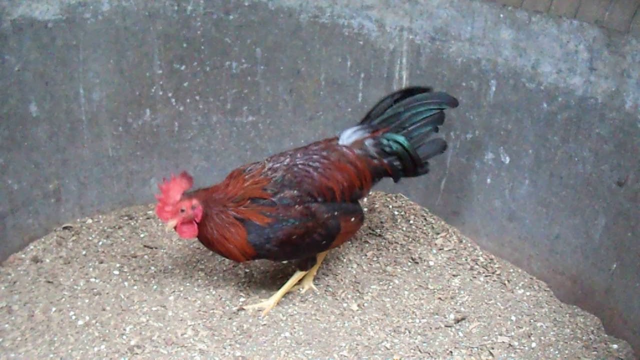 Pollito Rojo, Agarrando Temple!! - YouTube