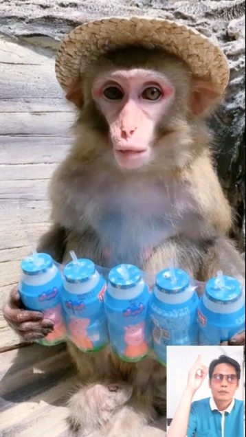 Monyet ganteng menghabiskan 5 botol minuman #cute #funny #monkey - YouTube