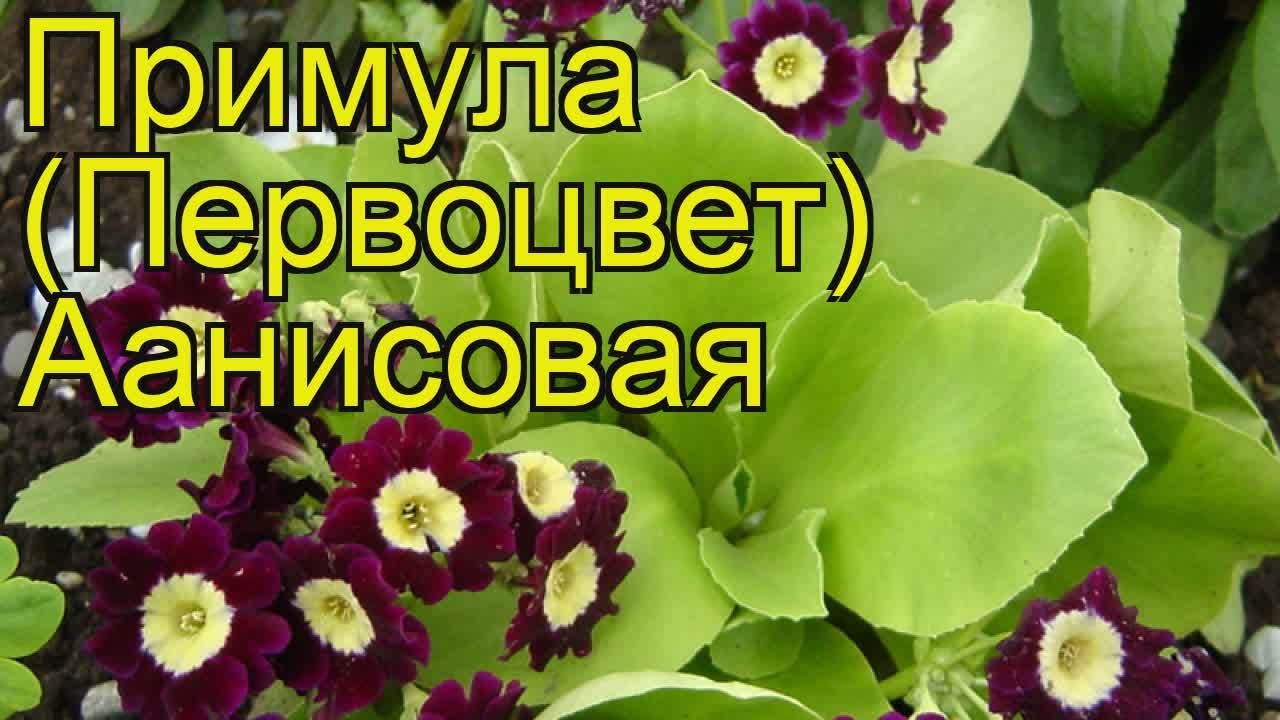 Примула анисовая. Краткий обзор, описание характеристик, где купить ...
