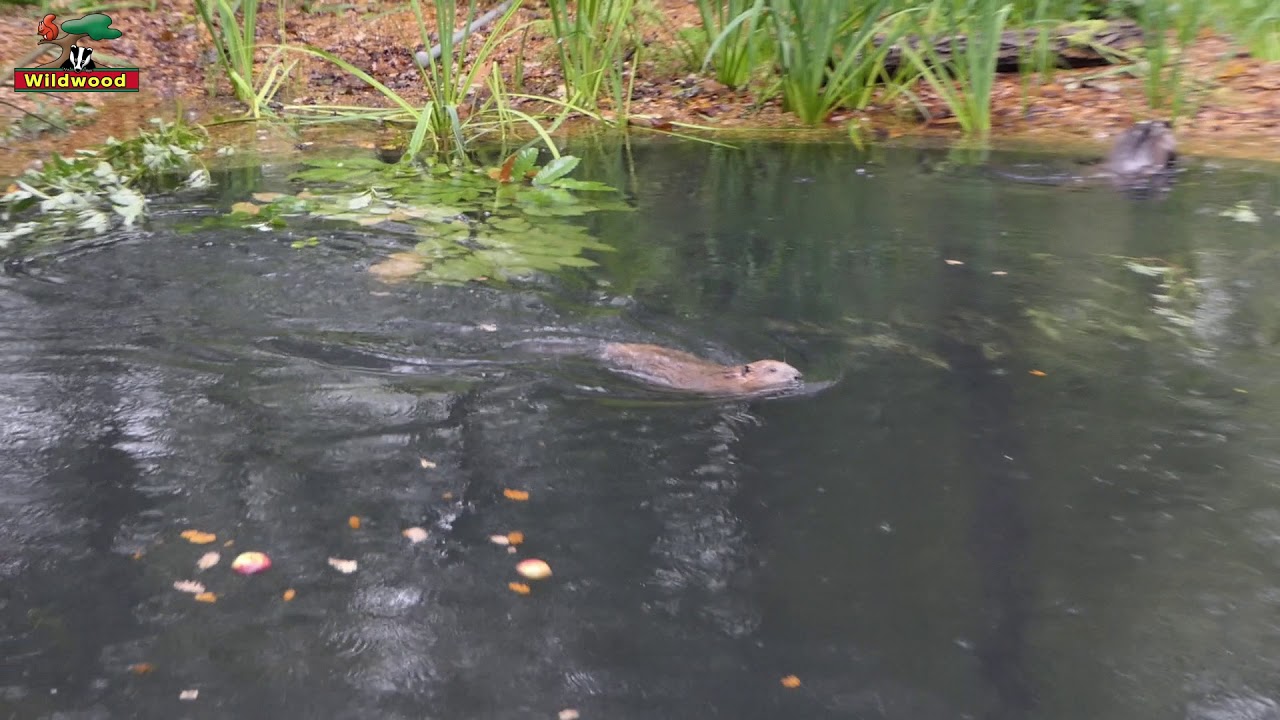 Beavers meet each other for the first time at Wildwood - YouTube
