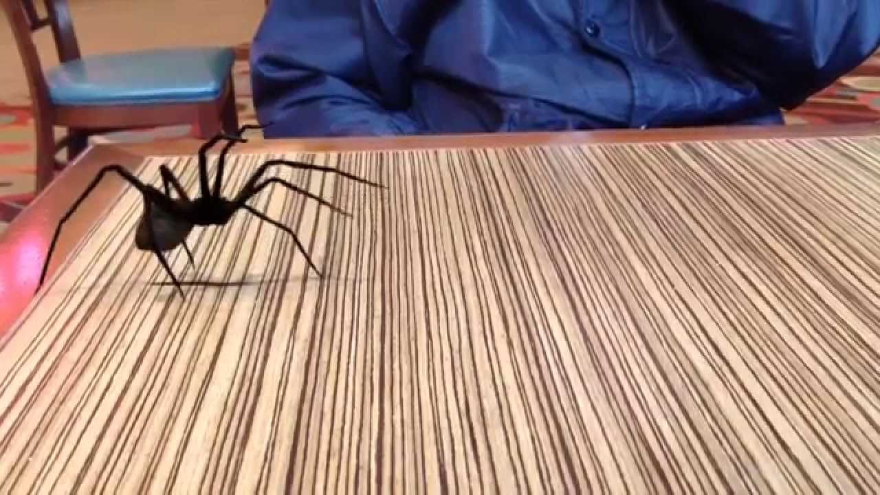 Ugly spider on the table - YouTube