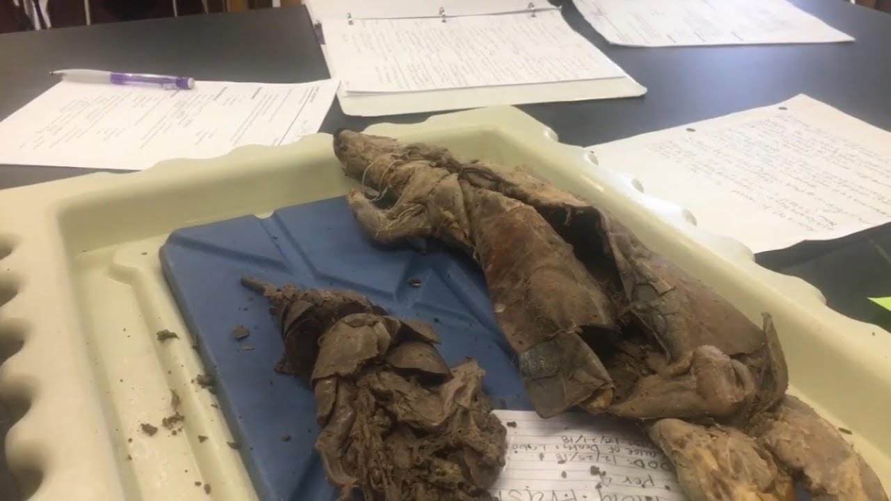 Anatomy: Mink Overview (Series Finale) - YouTube