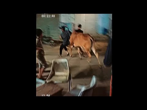 Shapater Bhachiya 🐂 Bhag gaye 2023 | The angry cow run away 2023 | @Daniyal679 - YouTube