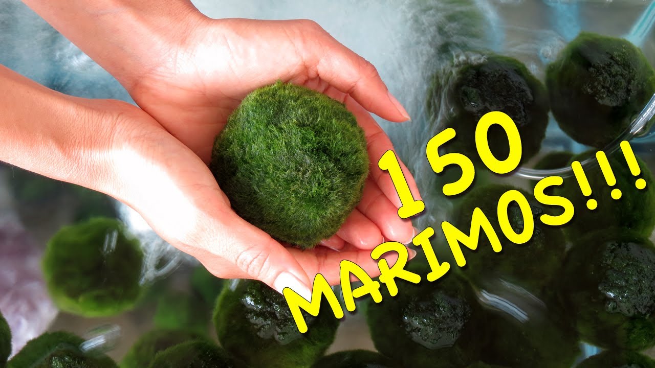 Basic Tank Setup For A Giant Marimo Family! - YouTube