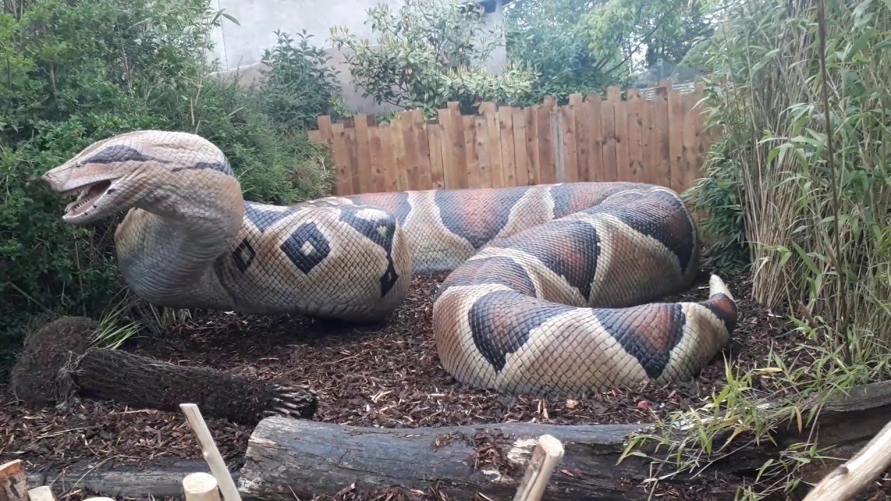 Awesome Preditors event at Chester Zoo! - YouTube