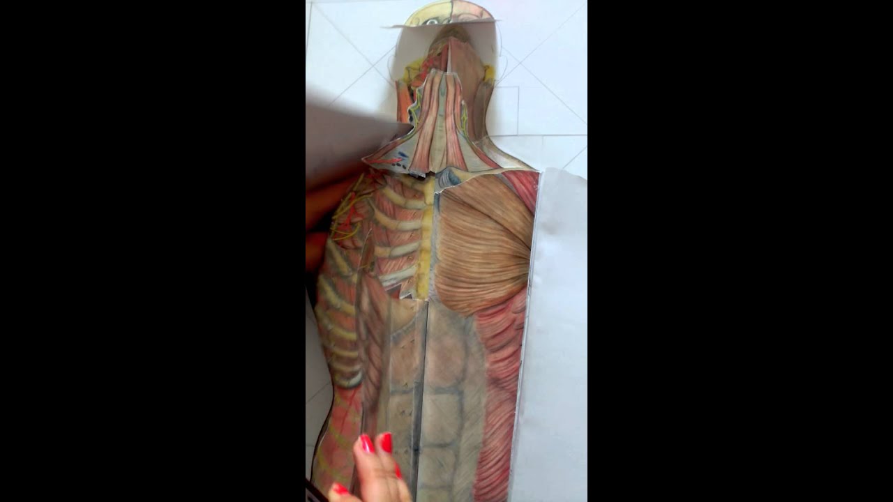 Presoma. Sistema muscular del tórax - YouTube