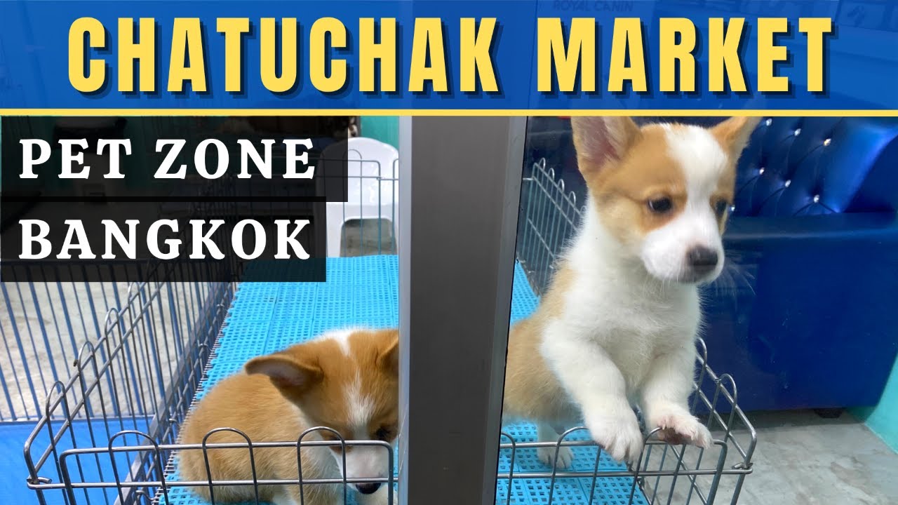 Cute Pets Everywhere! Chatuchak Market Pet Zone, Jatujak Plaza - YouTube