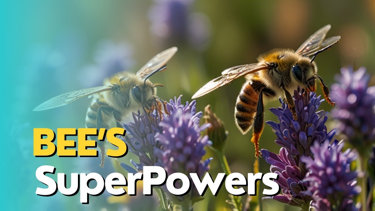 Buzzing Wonders | The Superpowers of Bees - YouTube