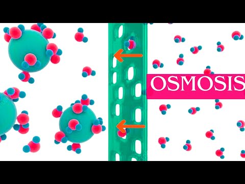 Introduction to Osmosis + Factors Affecting Osmosis I Cell Physiology ...
