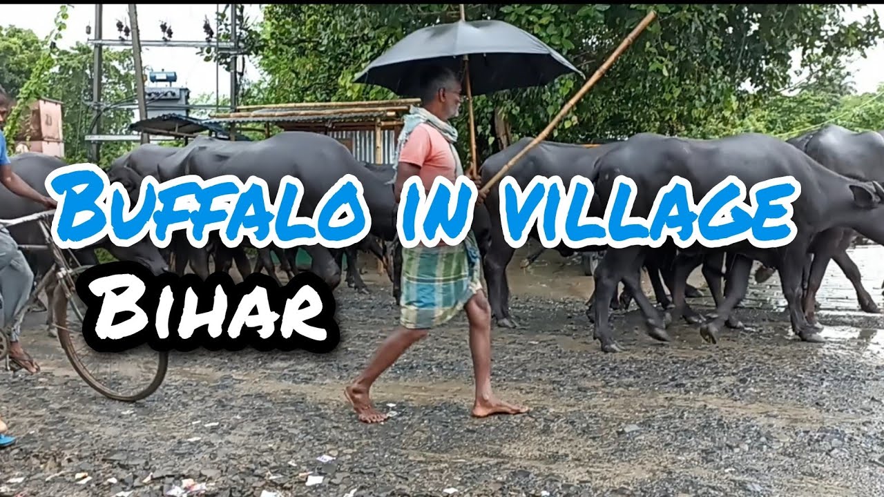 Buffalo s in village |Bihar| #ankfem #vlog - YouTube