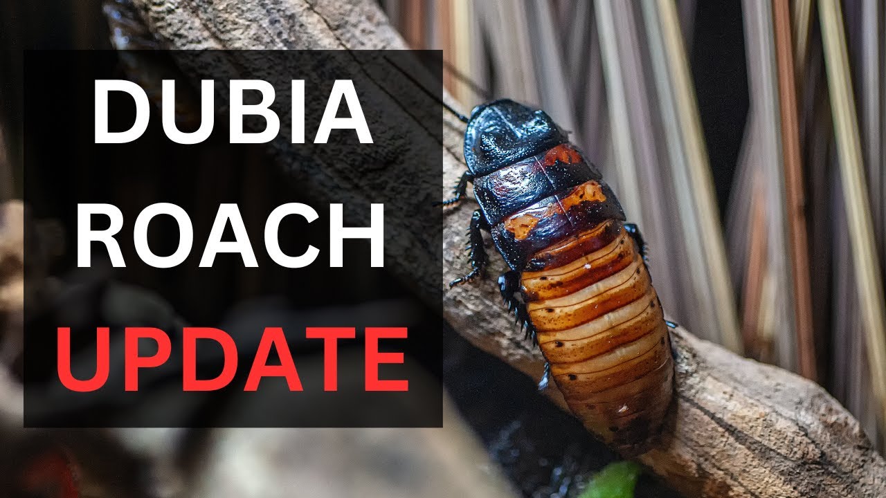 Update On My Dubia Cockroach Colony! - YouTube