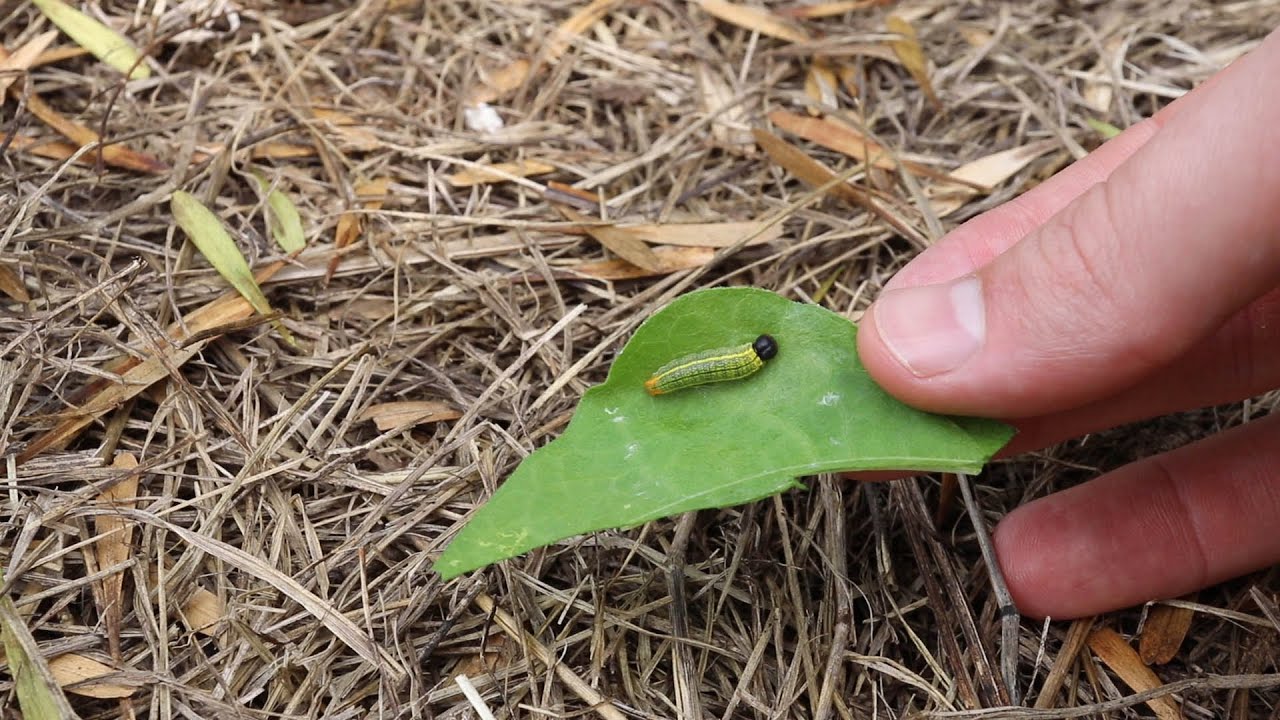 Leaf-roller Caterpillars Roll Leaves... \\ Vlog #53 - YouTube