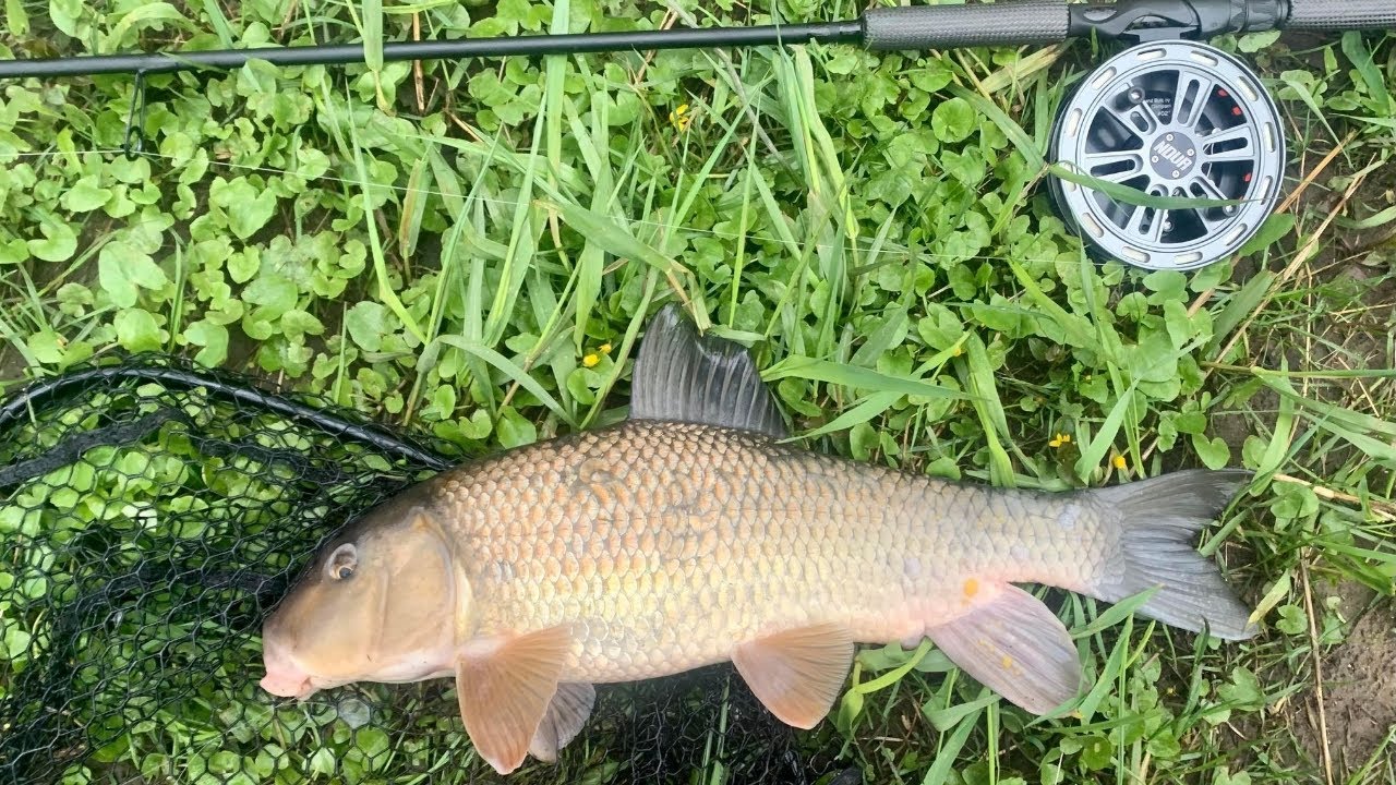 Sucker Madness / Centerpin Float Fishing For Suckers / Sucker Fishing ...