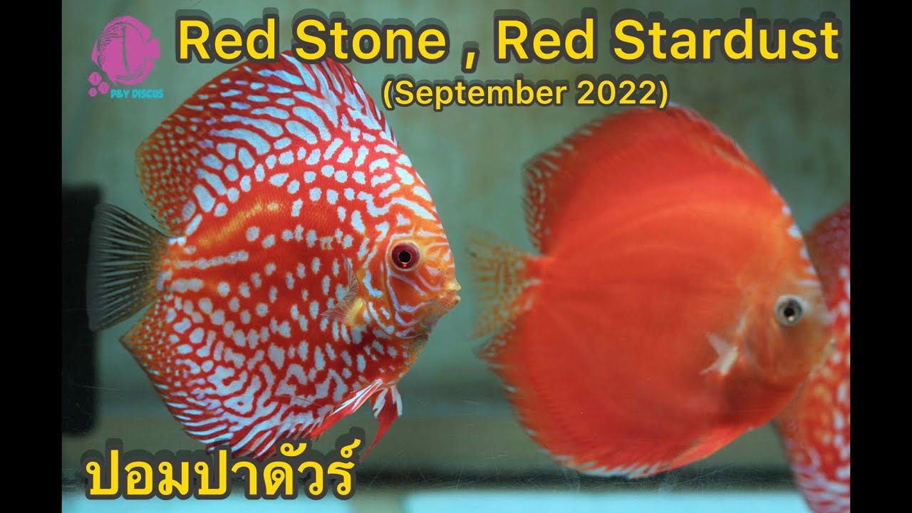 DISCUS FISH Varieties @PandYDiscusFarm (ปลาปอมปาดัวร์) - YouTube
