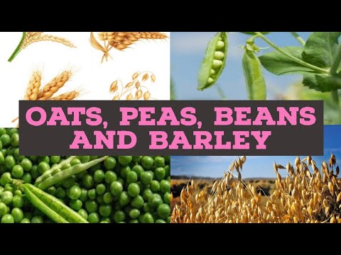 Oats, Peas, Beans and Barley Poem STD 4 - YouTube