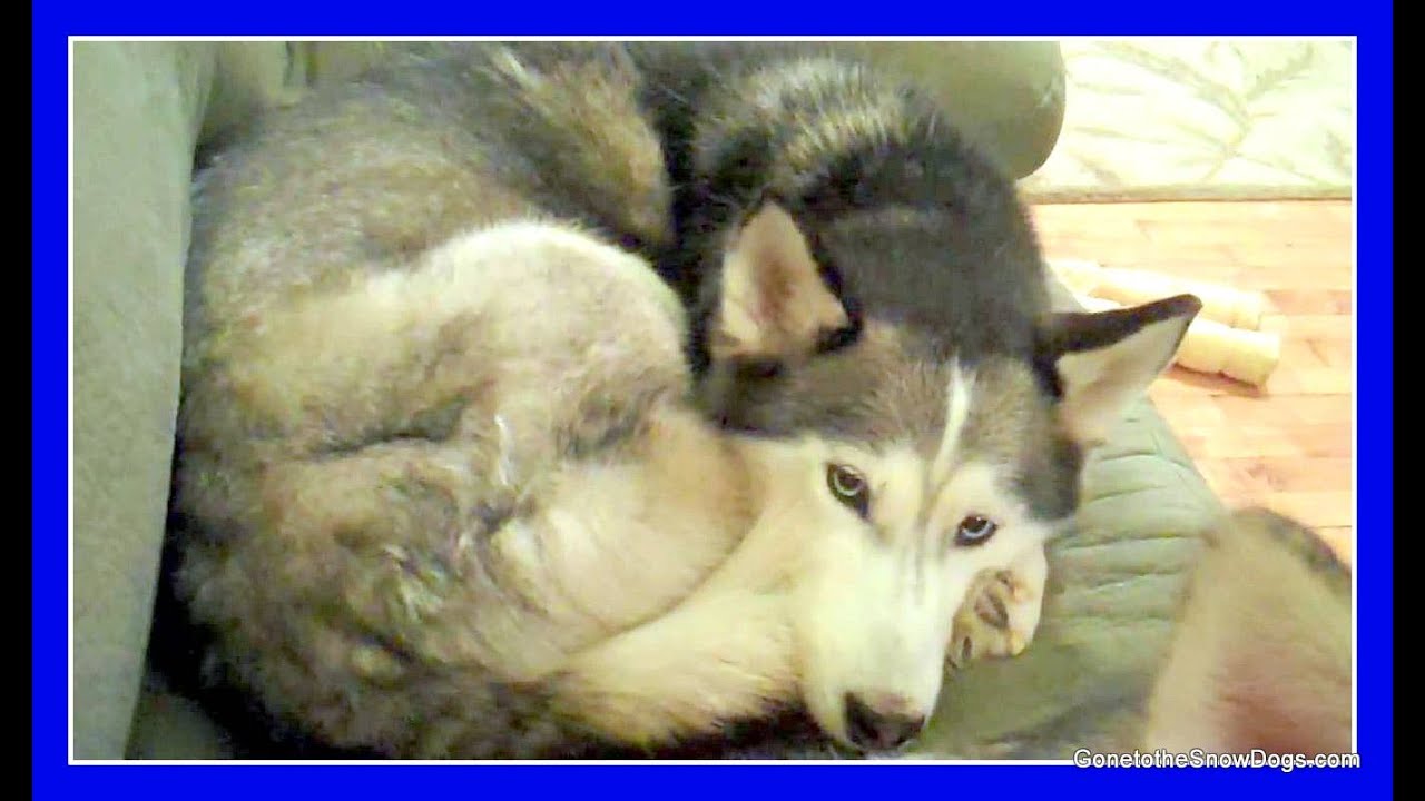 HUSKY DOG ON THE COUCH | Shiloh and Shelby Siberian Huskies - YouTube
