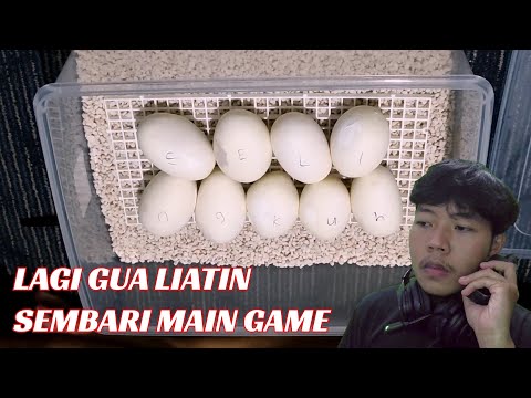 PROSES MEMBUAT MEDIA INCUBATOR BALL PYTHON!!! - YouTube