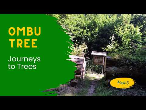 Ombu Tree