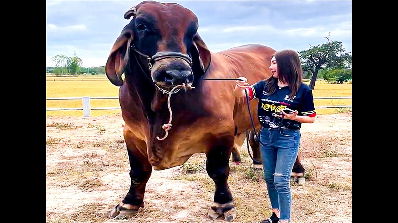 Red Brahman Bull from Thailand - YouTube