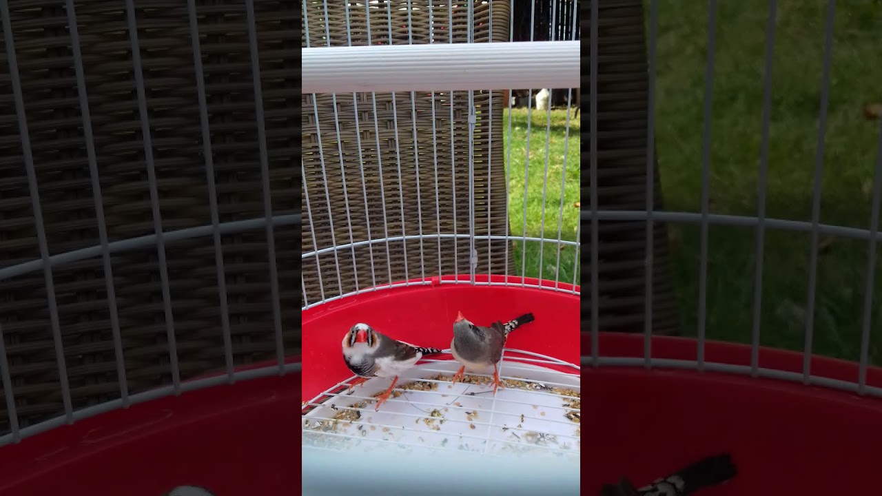 Zebre australiene - YouTube