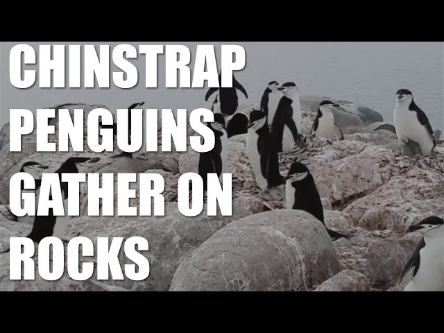 Chinstrap Penguin Memes Strong Baby Penguin" Tapestry For Sale By