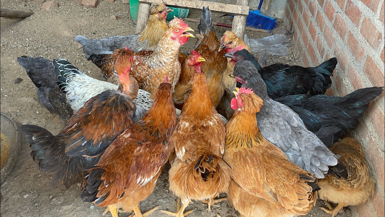 Las gallinas criollas son las mejores razas para emprender - YouTube