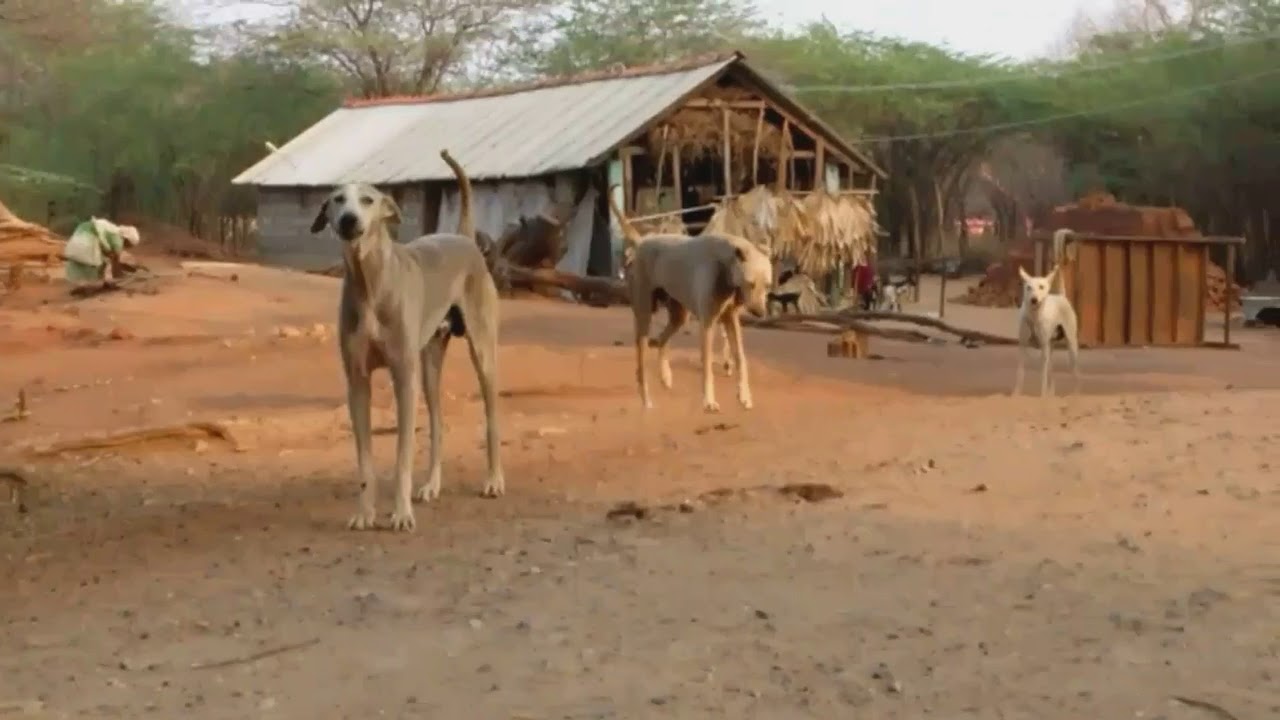 ramanathapuram mandai dog largest and marvellous indian breeds - YouTube