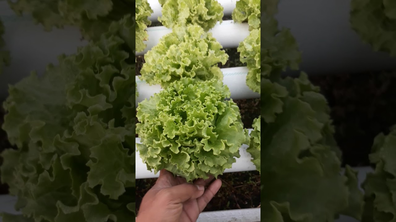 LETTUCE/SELADA CAIPIRA VS BOHEMIA - YouTube