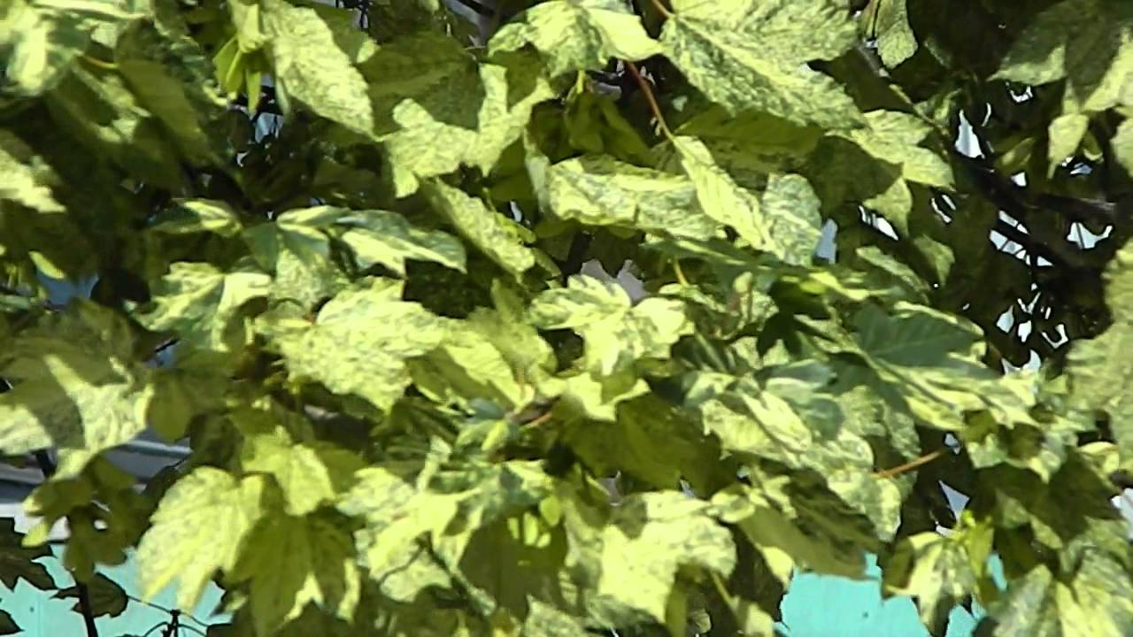 Acer pseudoplatanus Simon Louis Freres - YouTube