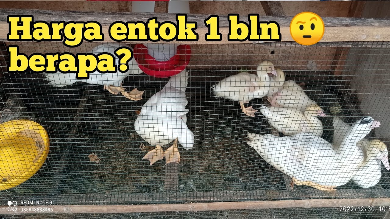 Harga entok umur 1 bulan || entok jumbo - YouTube