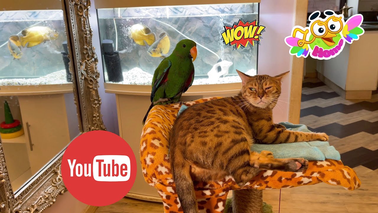 Parrots want to play with cats and dogs. - YouTube
