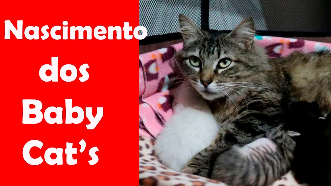 Gatinha junto com filhotes | Gata gravidinha | Gatinha ganhando bebes😻 ...