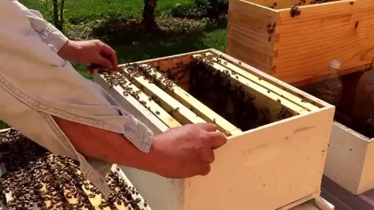 2 5 frame nucs into 1 10 frame brood box - YouTube