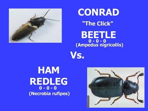 Bug Tussle 1: "Click" Beetle Vs. Ham Redleg - YouTube