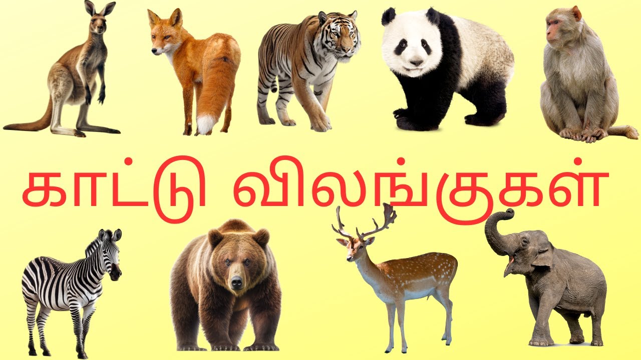 காட்டு விலங்குகள்|Animals Name in Tamil|Animals names for kids in Tamil ...