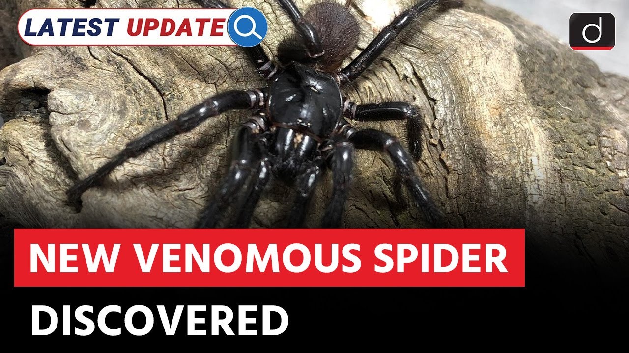 New Venomous Spider Discovered | Big Boy Spider | Latest Update ...