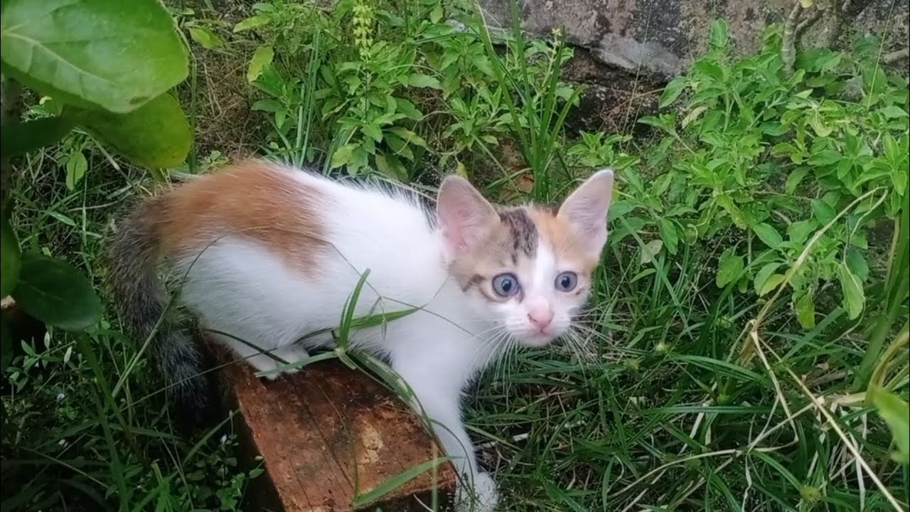 KUCING MEONG MAIN MAIN || CAT MEOW PLAYING - YouTube