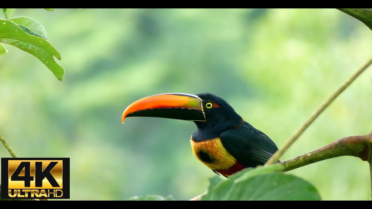 4K HD Wildlife Nature relaxing | Natureza selvagem relaxante | Vida ...